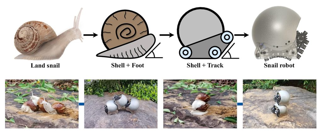 Snail-inspired robotic swarm for off-road tasks