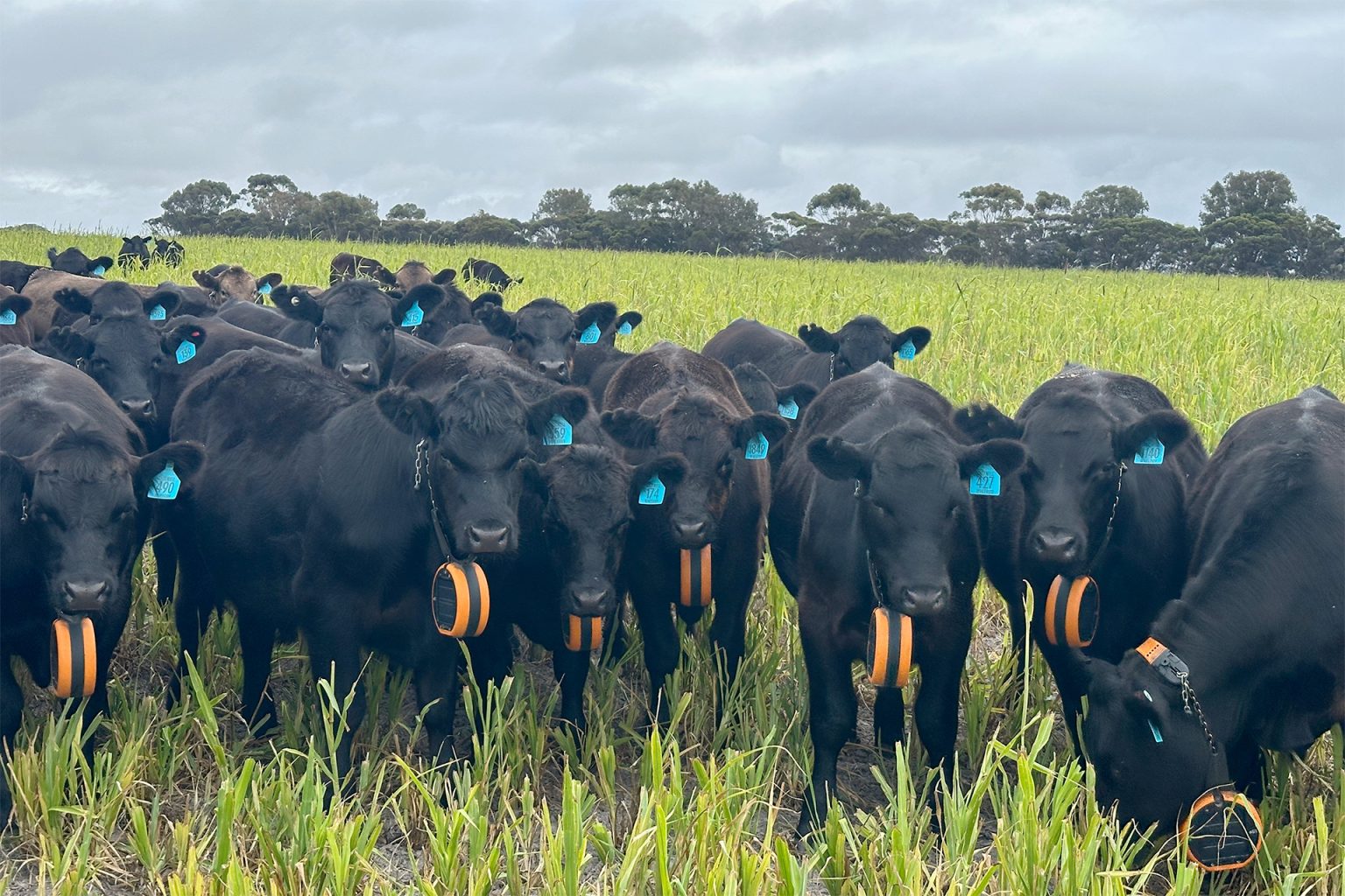 GPS virtual fencing helps farmers manage cattle with less labor and ...