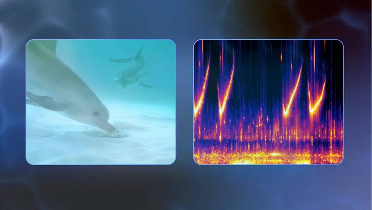 Google AI learns to speak dolphin