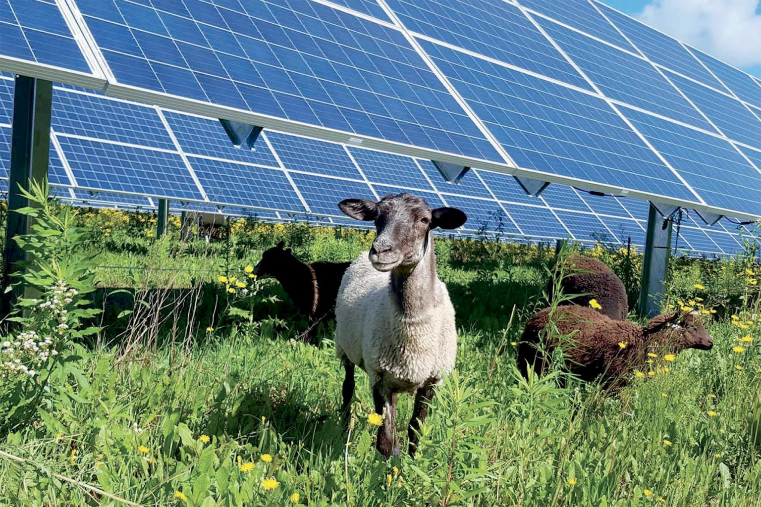 Agrivoltaics offers a dual-use approach to farming and clean solar power